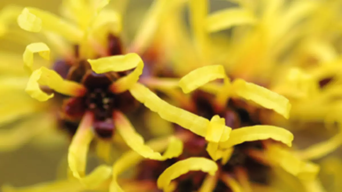 Juckreiz am Po | Hametum®